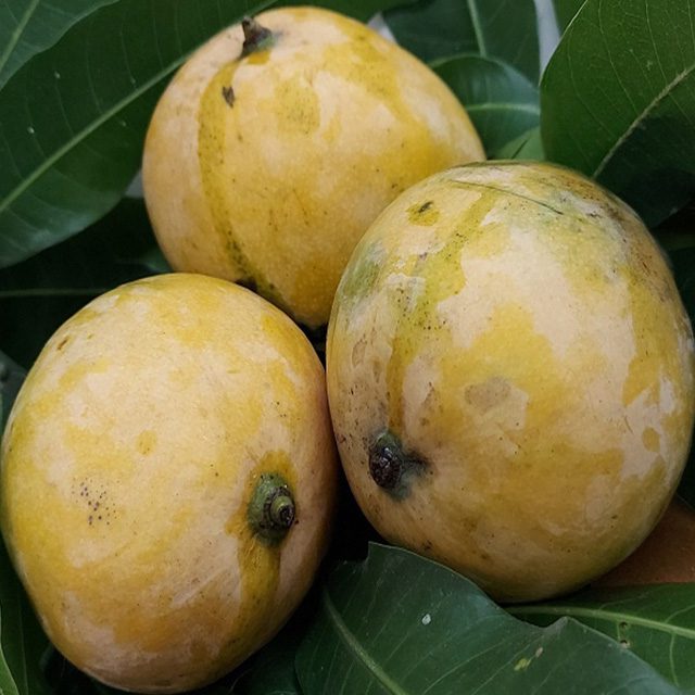 Fresh Mango Matrix | Premium Farm-Fresh Mangoes Delivered