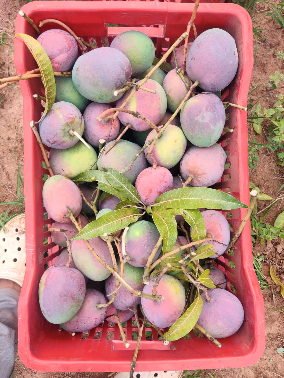 Fresh Mango Matrix | Premium Farm-Fresh Mangoes Delivered